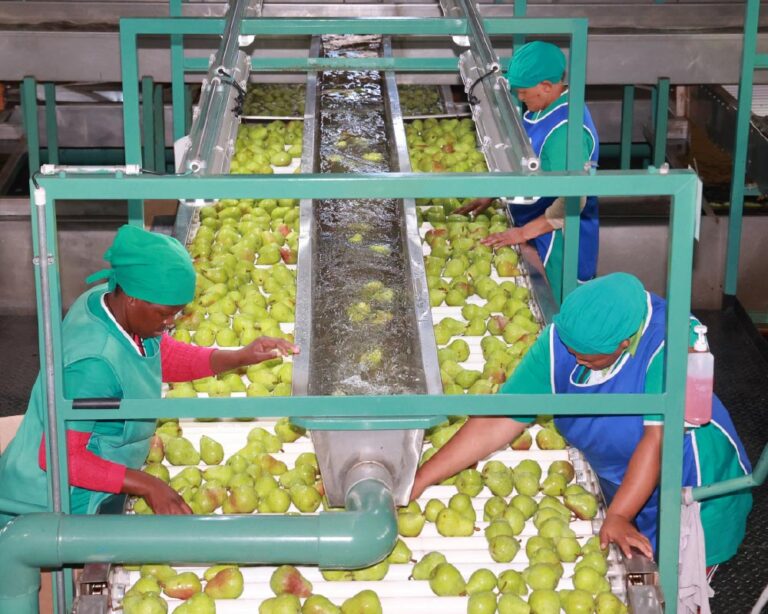 Howbill Farming | Packing and Cooling